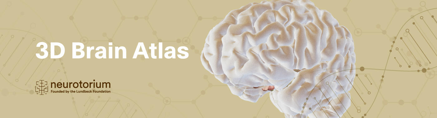 3D Brain Atlas | Progress In Mind Japan